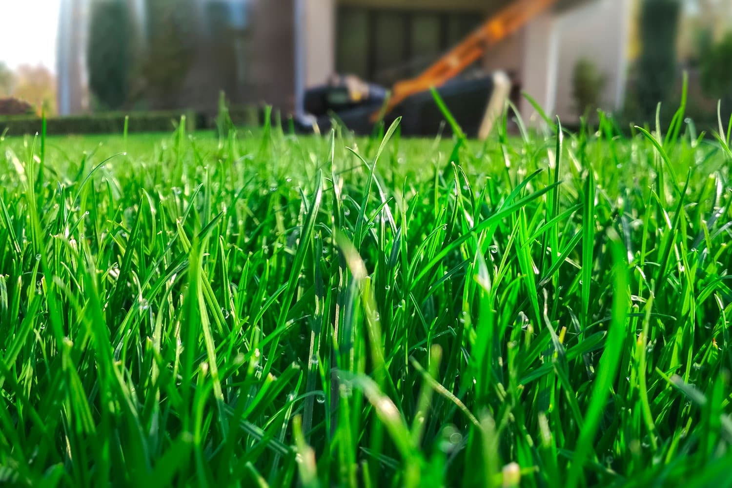 Fertilisation et traitement de pelouse dans la région de Bellechasse