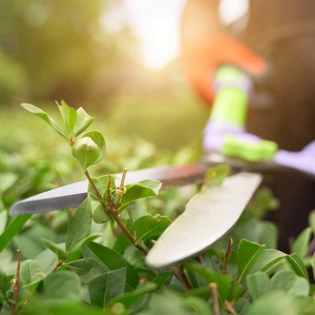 Découvrez notre catalogue de produits disponible au centre jardin